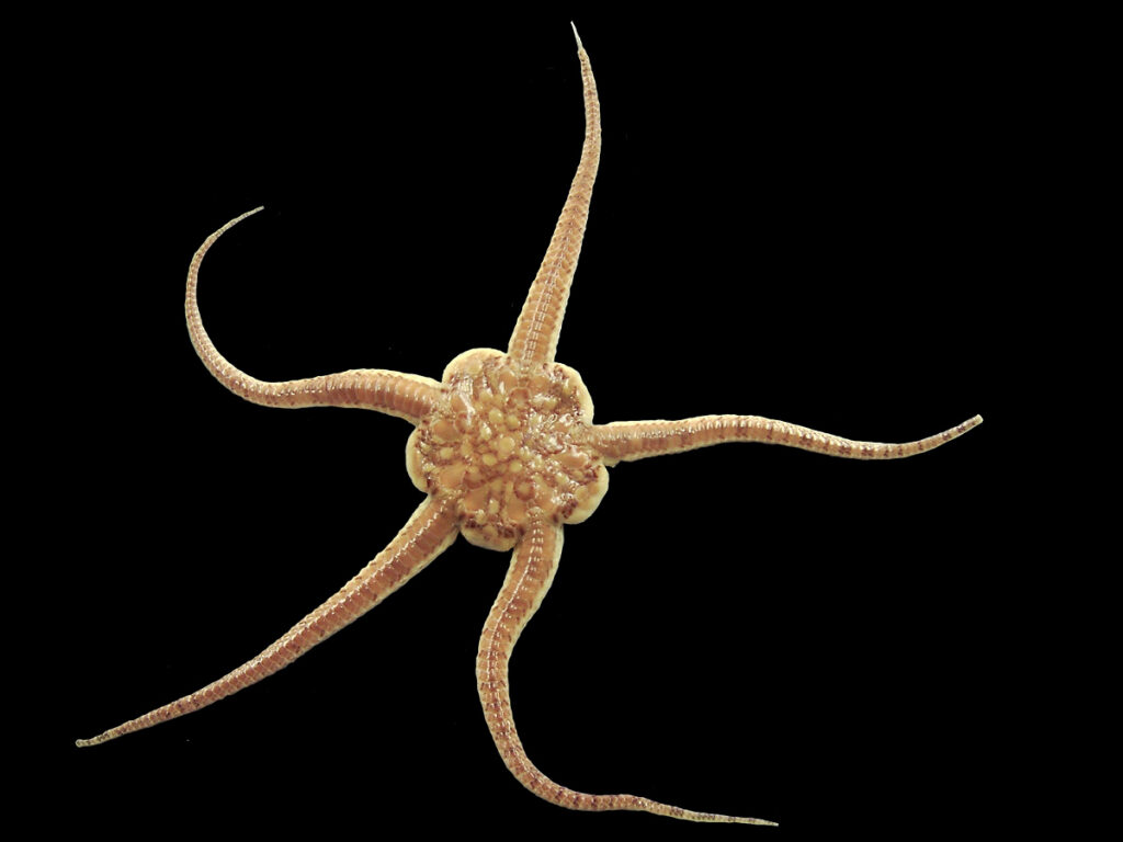 Deep Sea Creatures: Sea Creatures from the Ocean's Depth