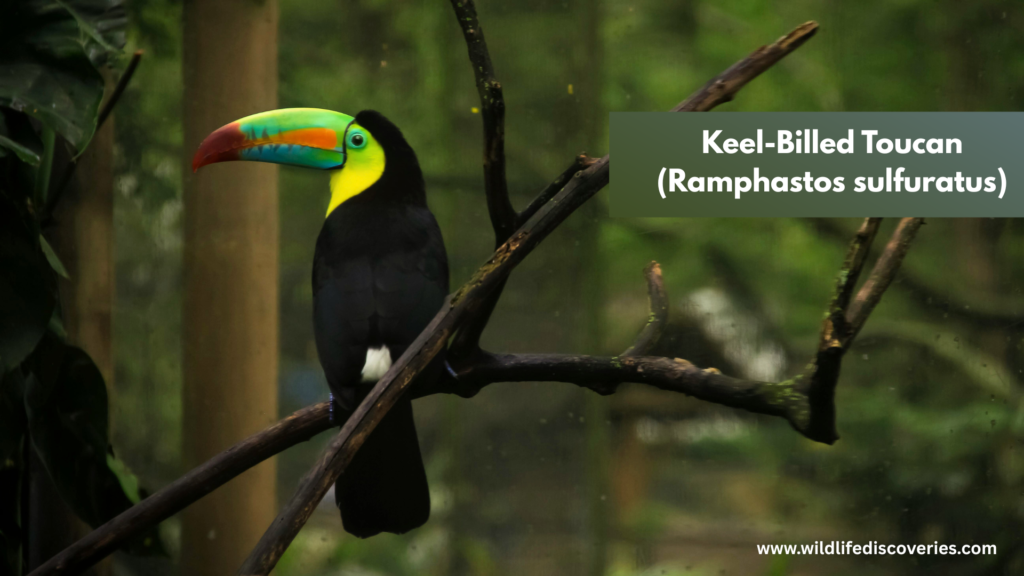 Top Most Colorful Birds in the World