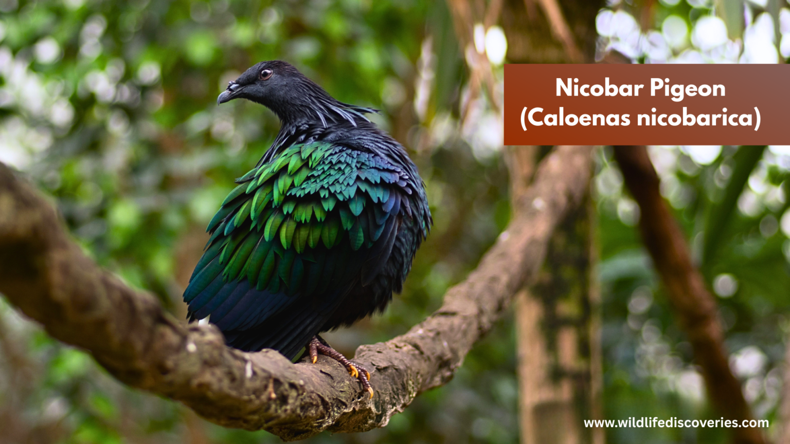 Top Most Colorful Birds in the World