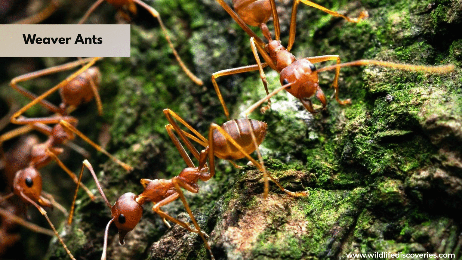 Ants Facts: Behavior, Adaptation and Communication