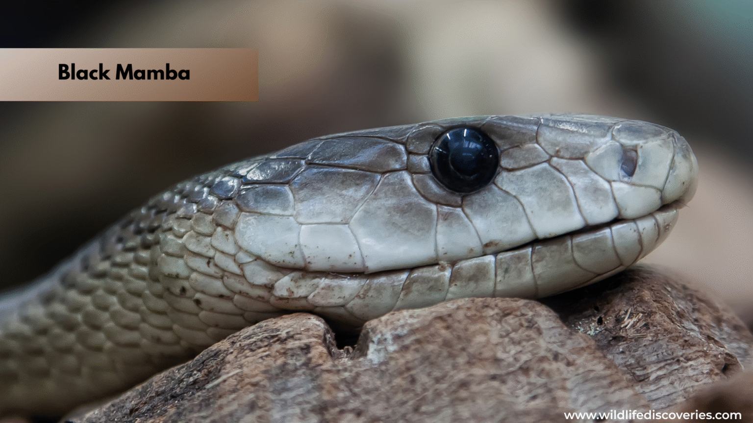 Snake facts: Types, Species, and Survival Secret 2026