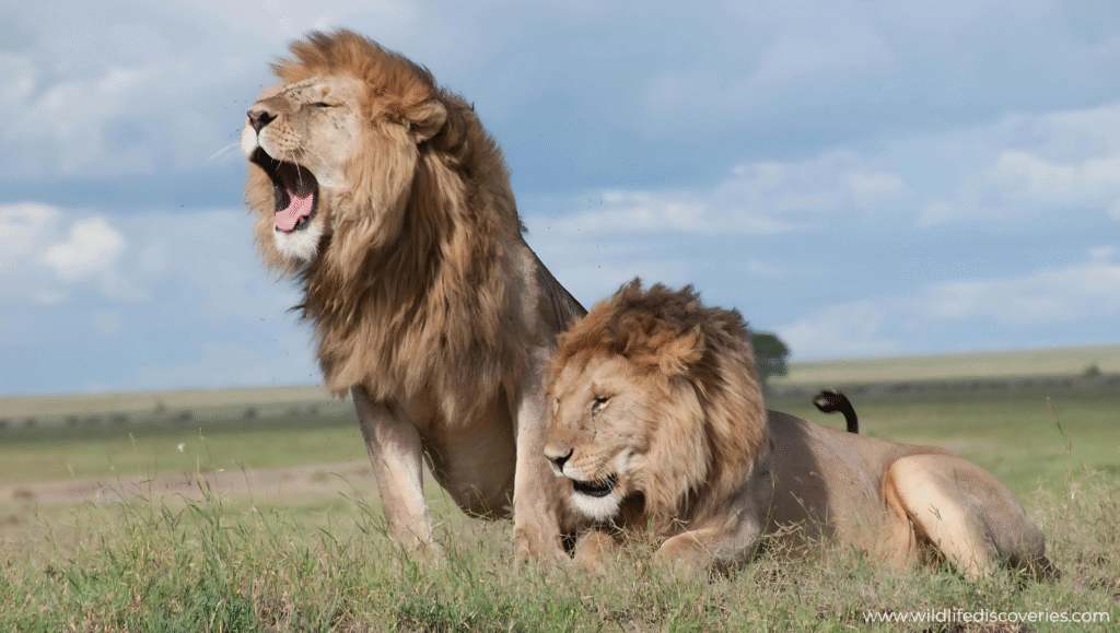 Know Why is Lion Called The King?