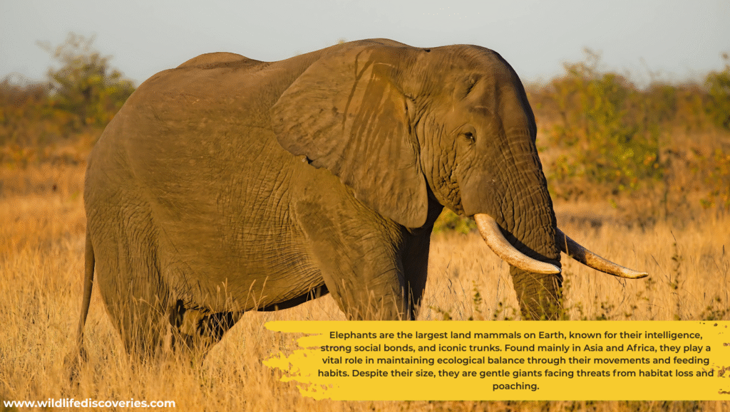 The Intelligence of Elephants