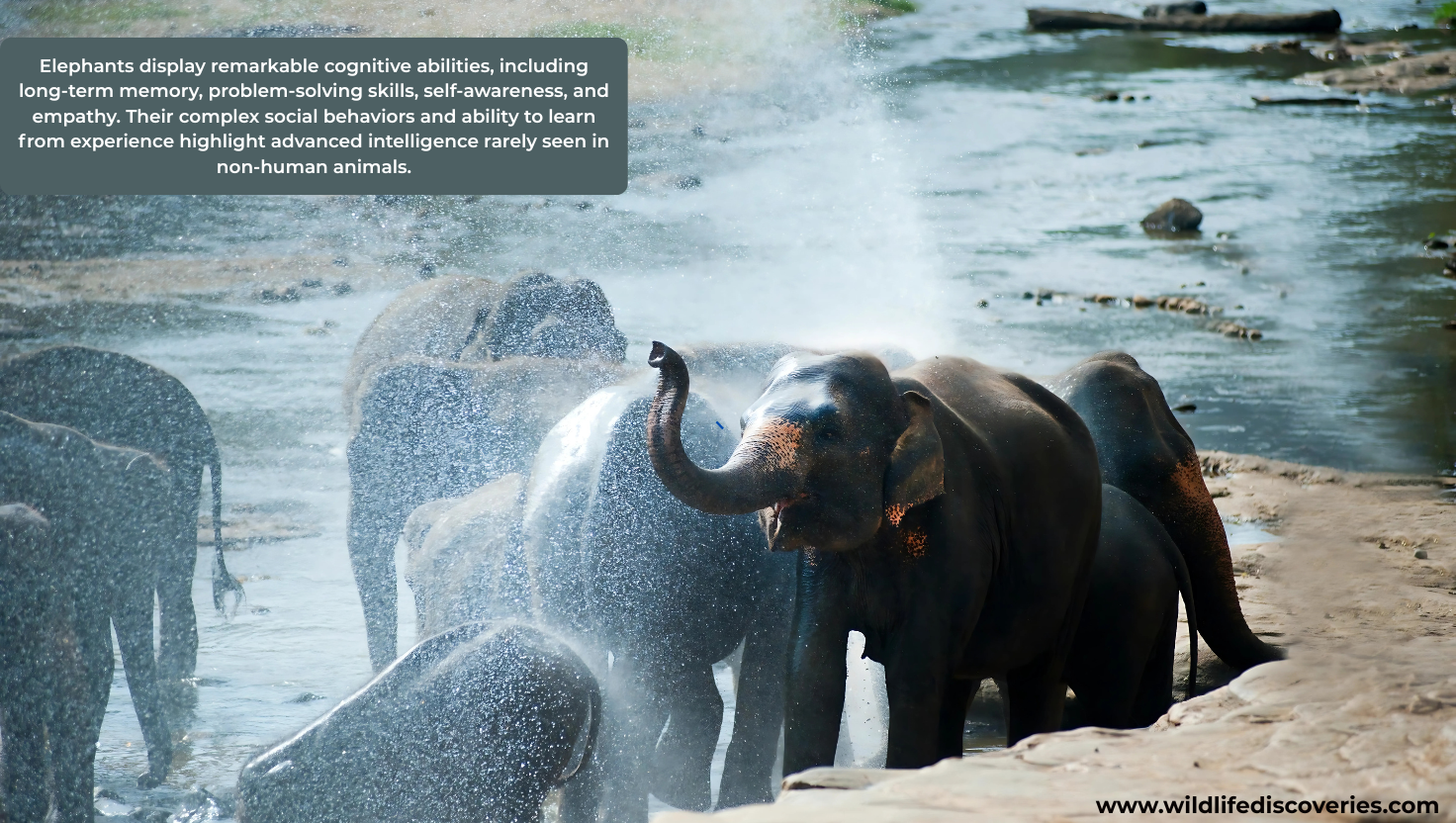 The Intelligence of Elephants