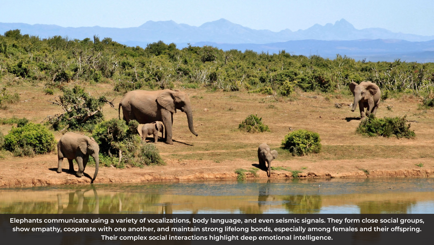 The Intelligence of Elephants