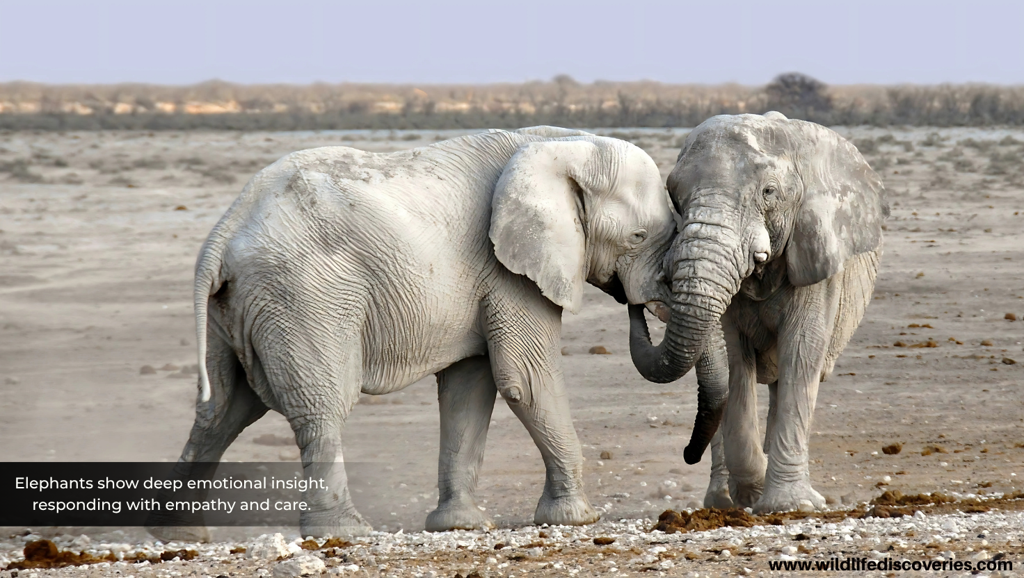 The Intelligence of Elephants
