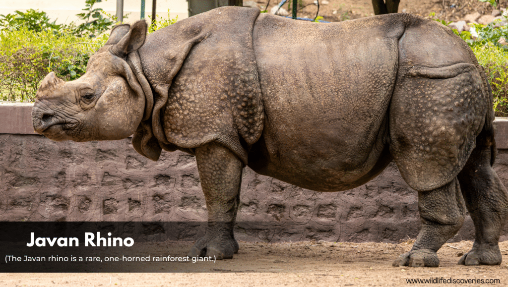 Top Endangered Species to Watch in 2025